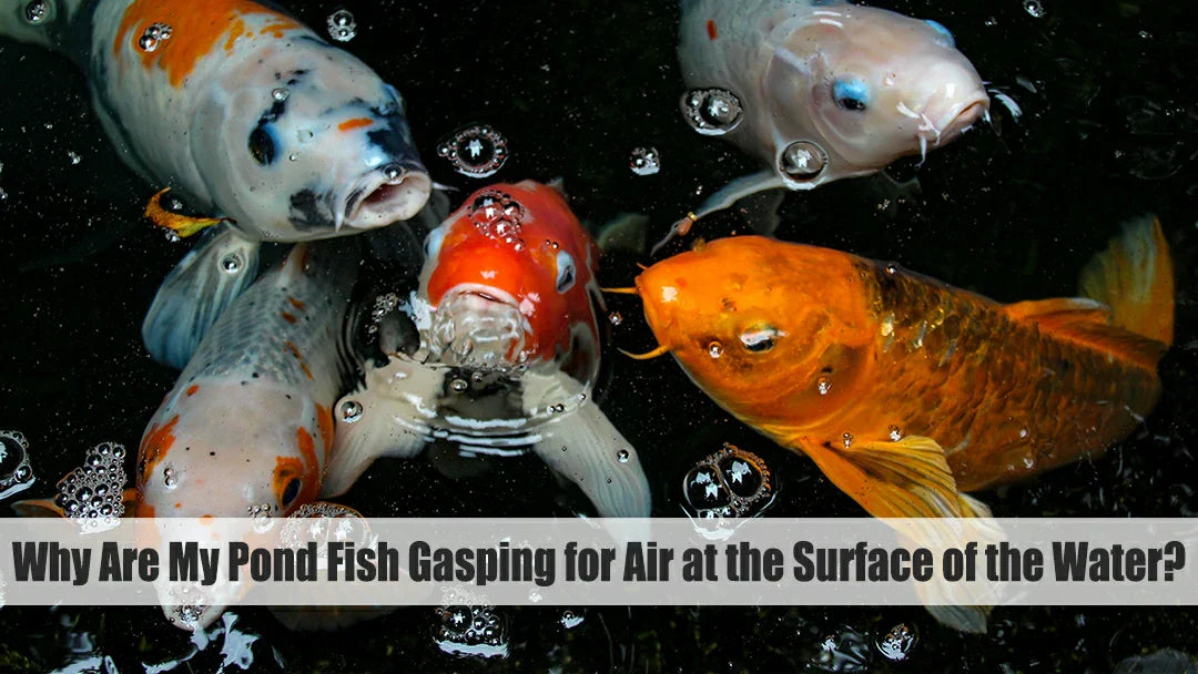 Why Are My Pond Fish Gasping for Air? Causes & Fixes