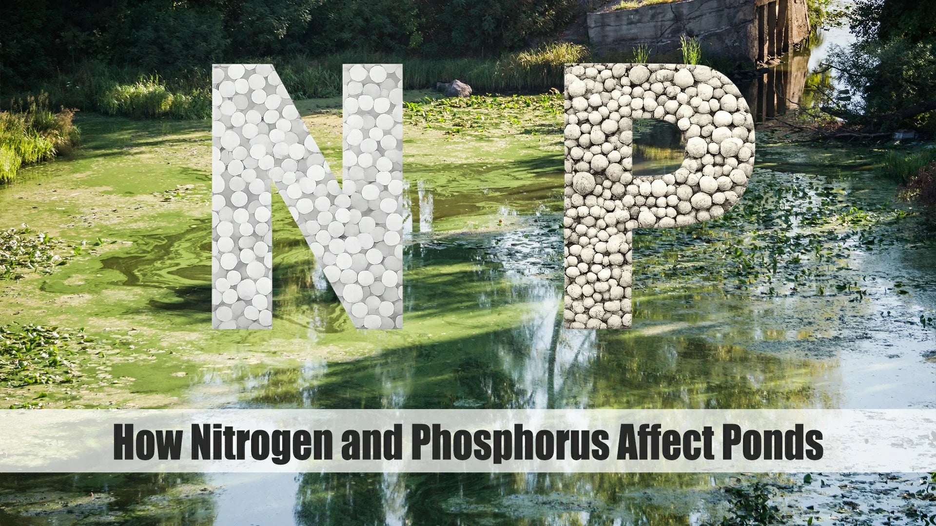 How Nitrogen and Phosphorus Affect Ponds & Algae Growth