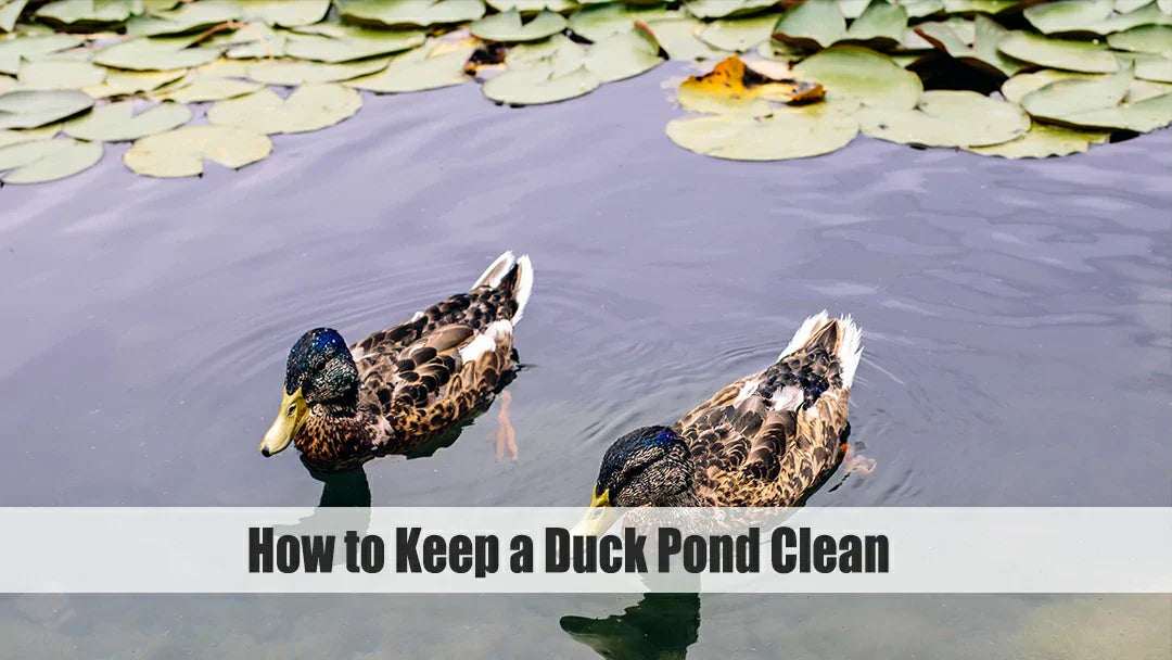 How to Keep a Duck Pond Clean with Simple Filtration